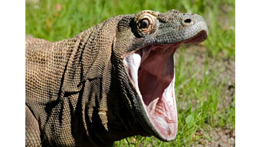 کشف یک اژدهای عجیب و رنگارنگ در هند + عکس